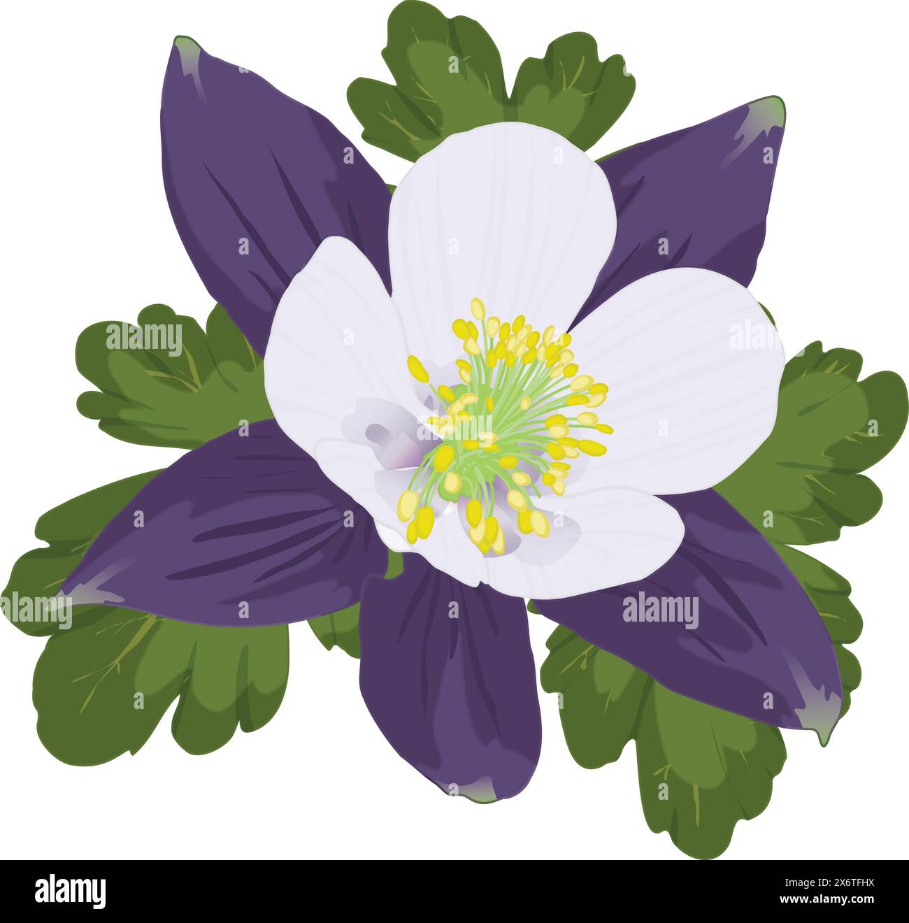 Columbine flower vector vectors hi-res stock photography and images - Alamy