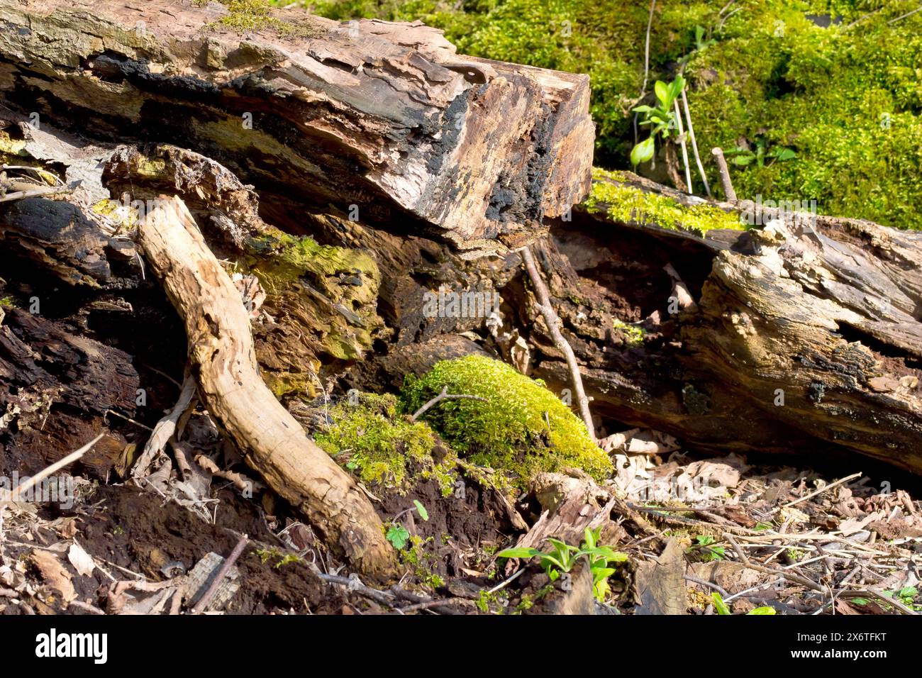 Close up showing a large fallen tree trunk left to rot on a woodland ...