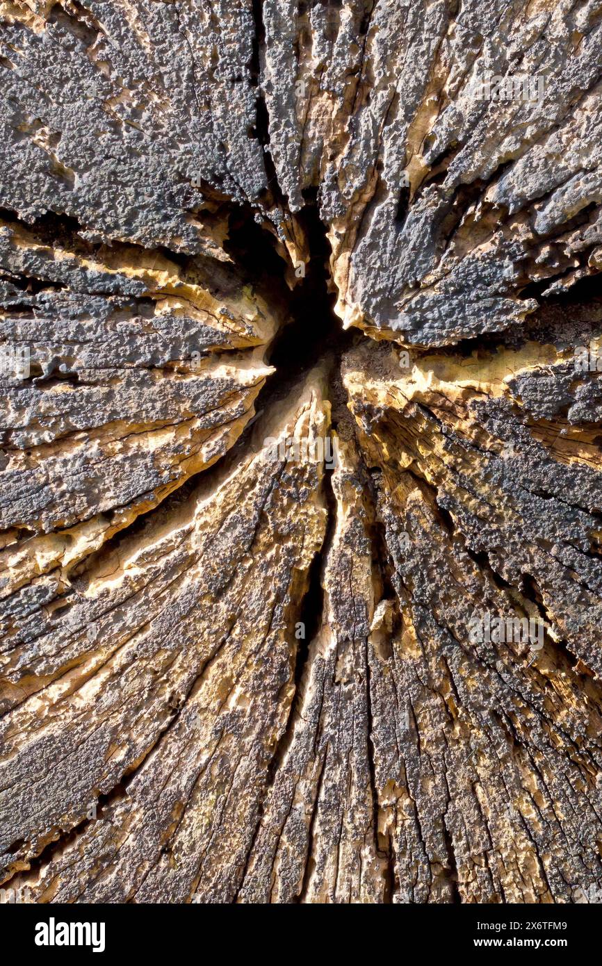 Close up on decomposing hi-res stock photography and images - Alamy