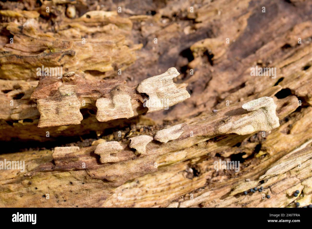 Close up showing detail in a piece of rotting wood left to decay on a ...