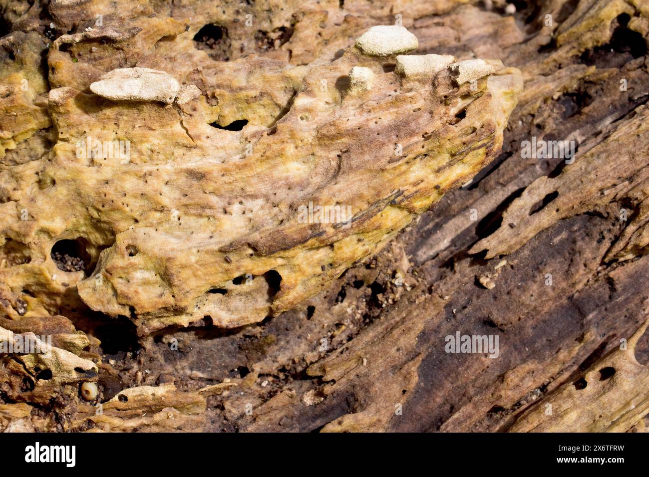 Close up showing detail in a piece of rotting wood left to decay on a ...