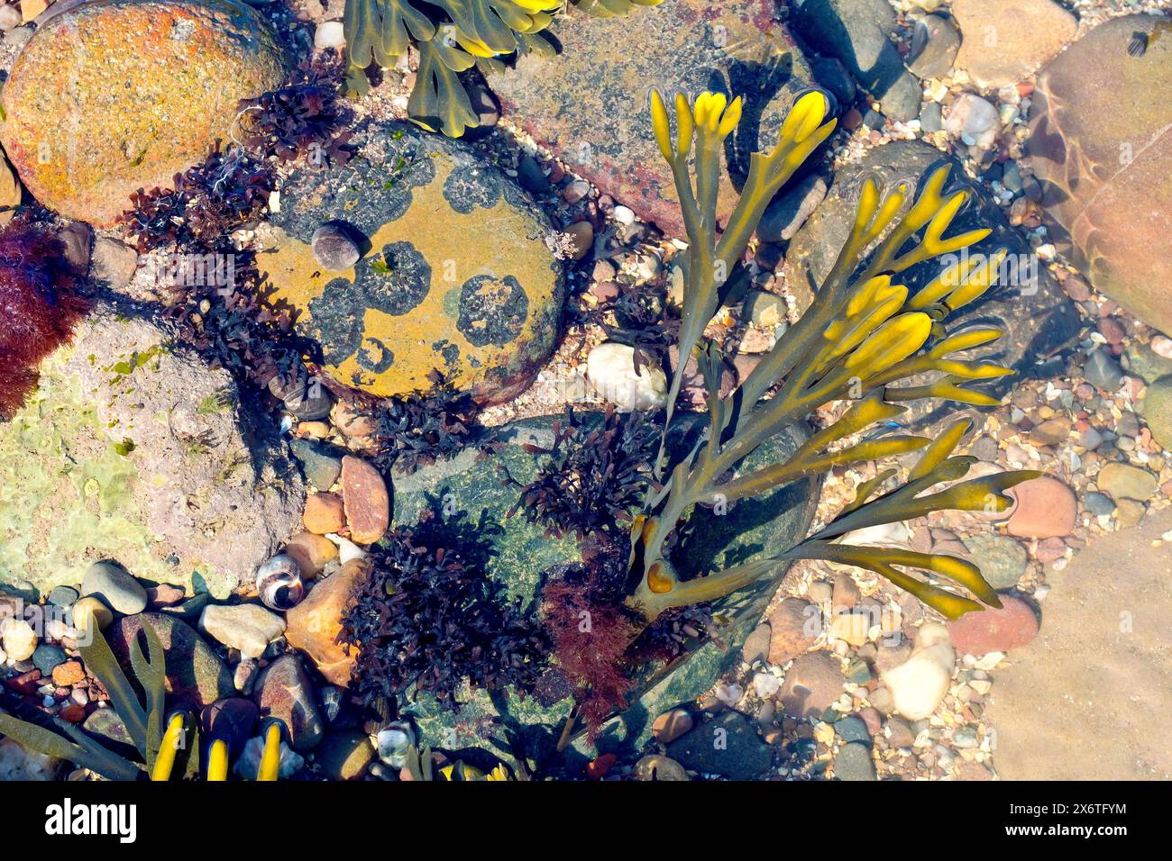 Close up of seaweed growing in a shallow rockpool on the beach breaking ...