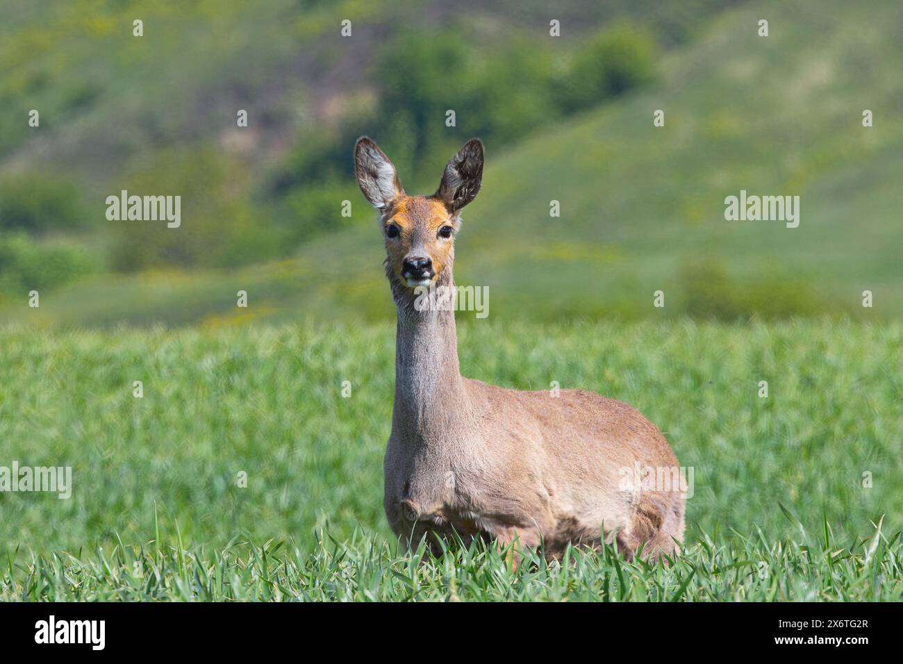 curious roe deer doe in natural habitat (Capreolus capreolus Stock Photo - Alamy