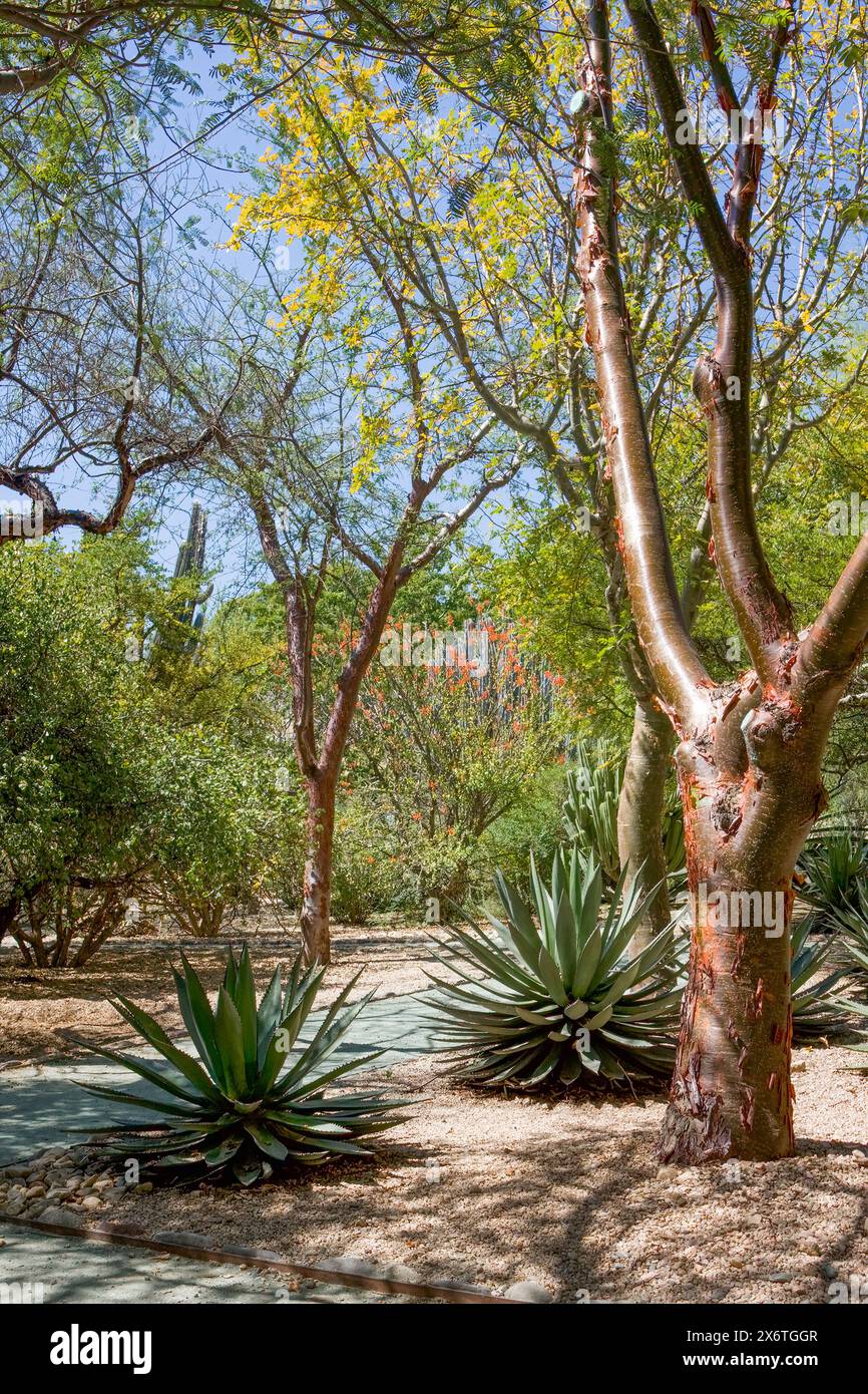 Oaxaca, Mexico, North America. Ethnobotanical Garden (Jardin ...