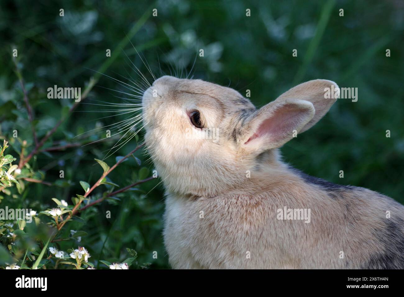 Scent glands hi-res stock photography and images - Alamy
