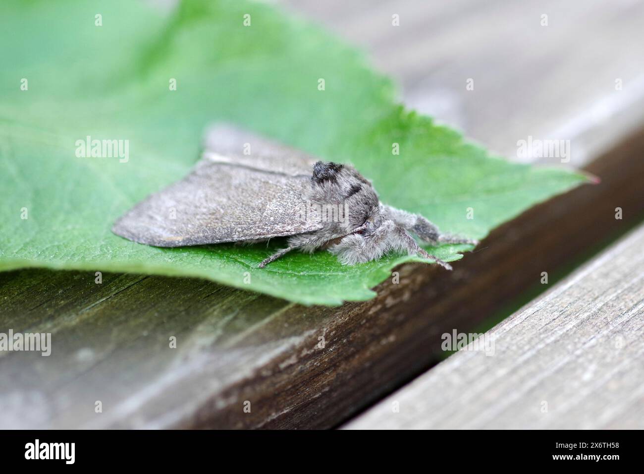 Calliteara pudibunda, Moth, Macro, Hair, In the resting position the ...