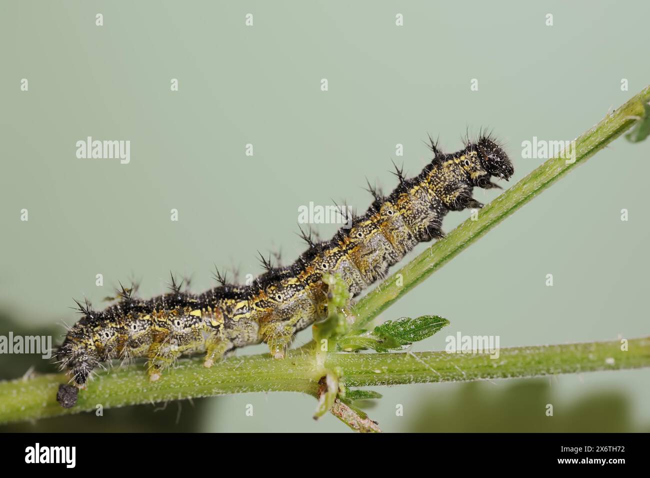Small tortoiseshell (Nymphalis urticae, Aglais urticae), caterpillar ...