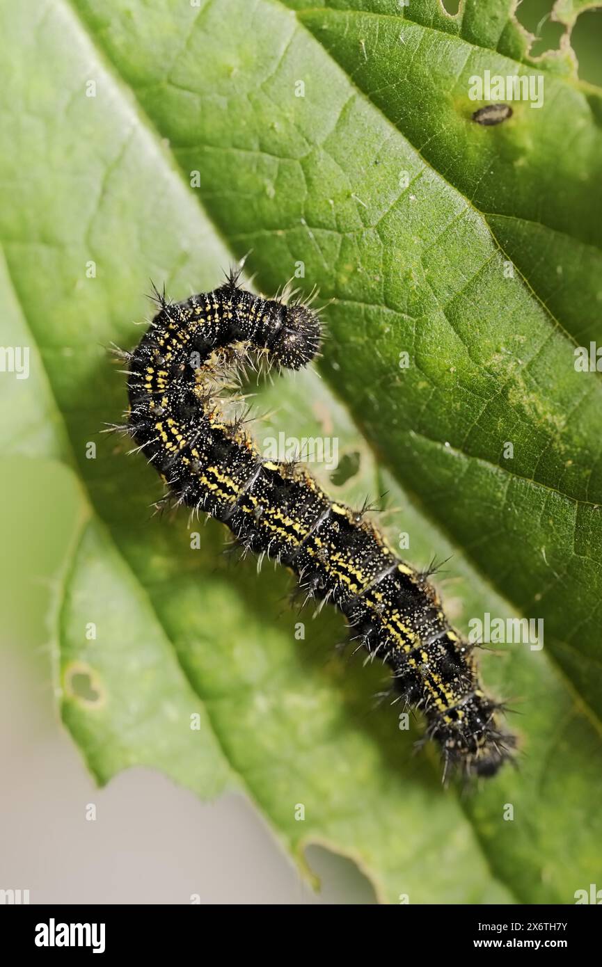 Small tortoiseshell (Nymphalis urticae, Aglais urticae), caterpillar ...