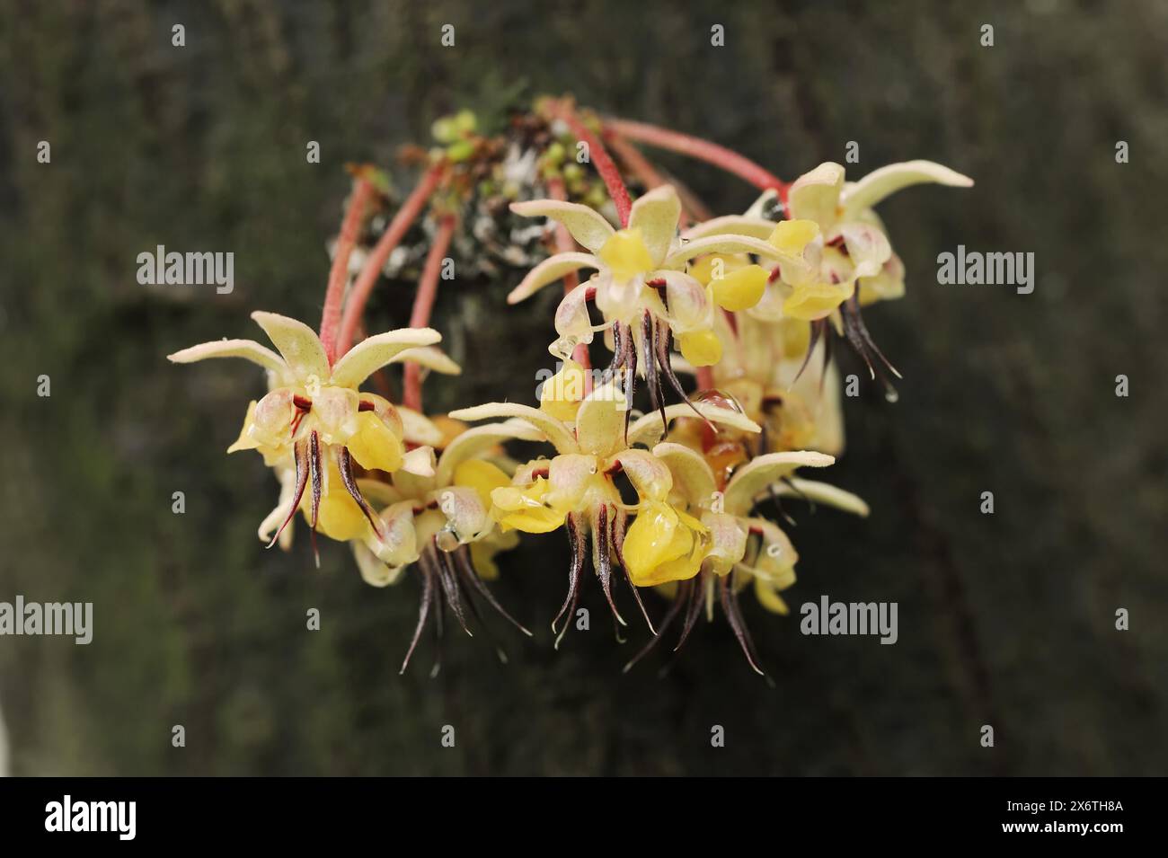 Cacao tree flower hi-res stock photography and images - Alamy