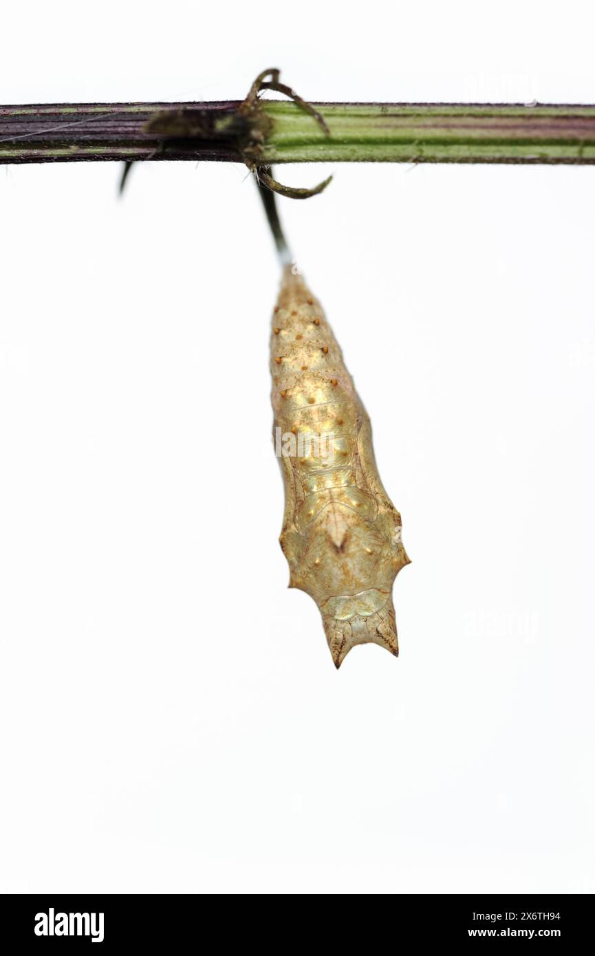 Small tortoiseshell (Nymphalis urticae, Aglais urticae), pupa against a ...