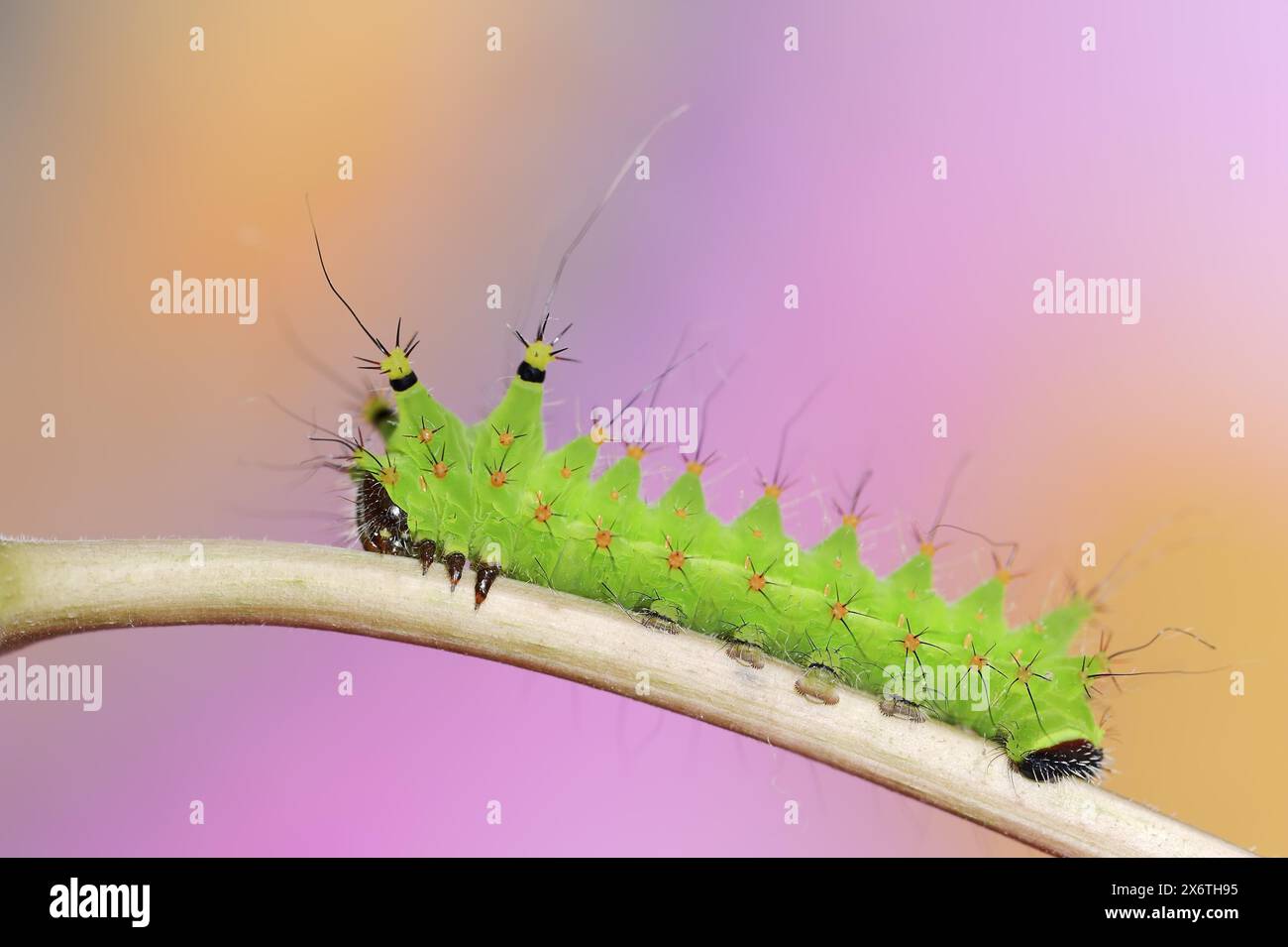 Indian luna moth (Actias selene), caterpillar, captive, occurrence in ...