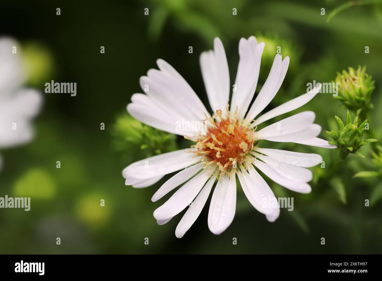 Smooth-leaved aster or Symphyotrichum novi-belgii (Aster novi-belgii ...