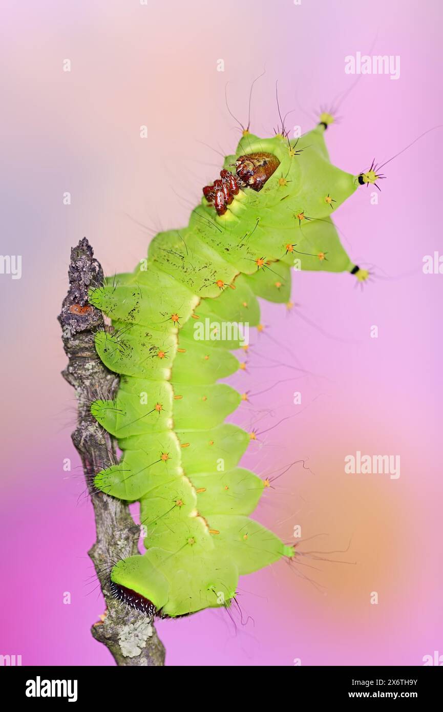Indian luna moth (Actias selene), caterpillar, captive, occurrence in ...