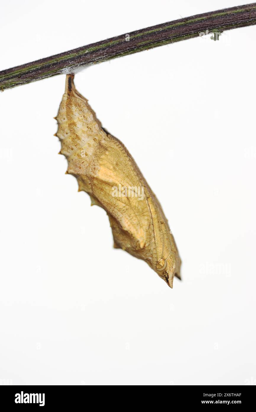Small tortoiseshell (Nymphalis urticae, Aglais urticae), pupa against a ...