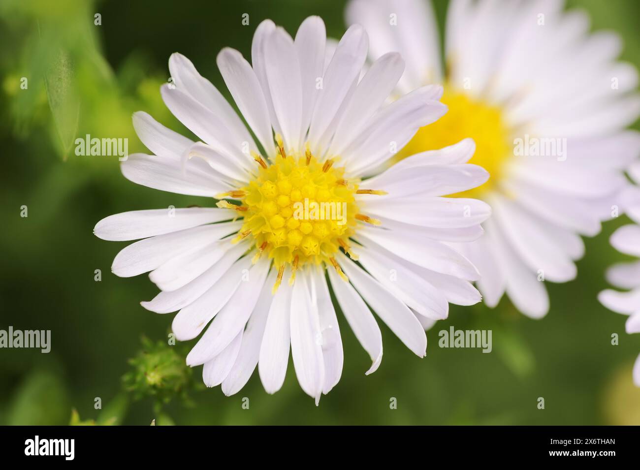 Smooth-leaved aster or Symphyotrichum novi-belgii (Aster novi-belgii ...