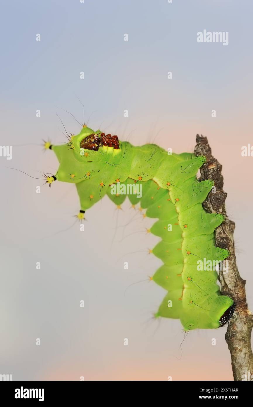 Indian luna moth (Actias selene), caterpillar, captive, occurrence in ...