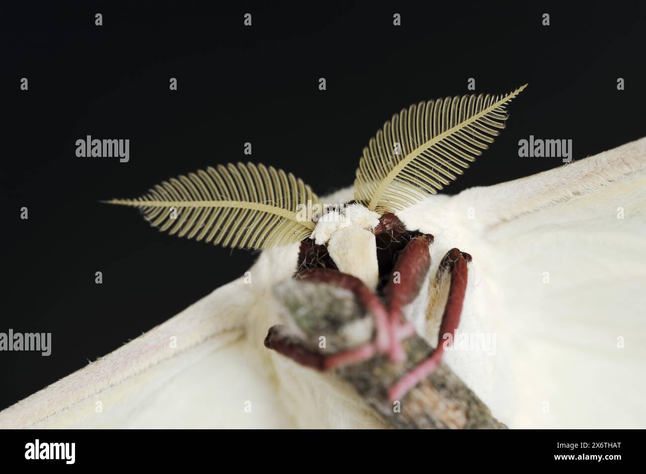 Indian luna moth (Actias selene), male, captive, occurrence in Asia ...