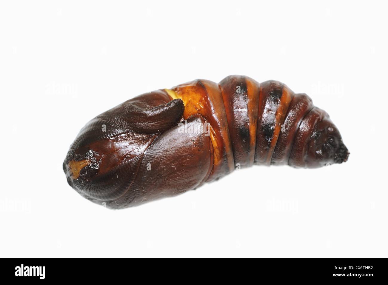 Indian luna moth (Actias selene), pupa against a white background ...