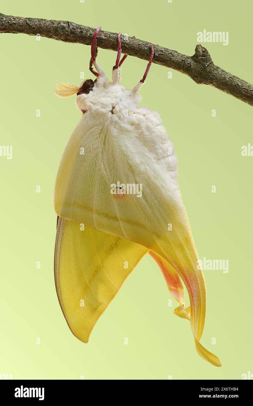 Indian luna moth (Actias selene), freshly hatched male, captive ...