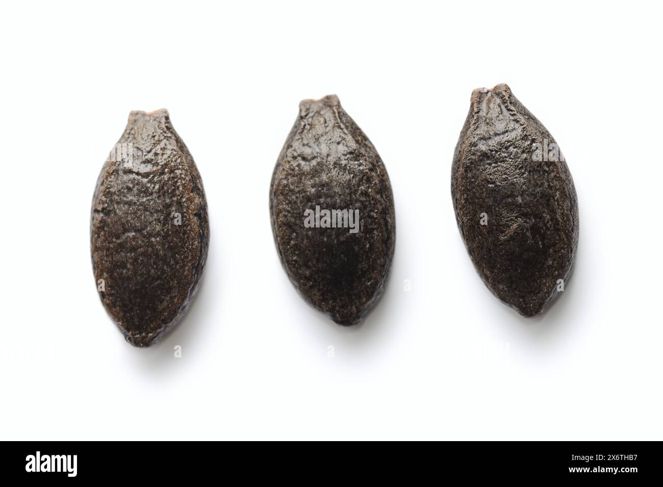 Prickly cucumber or hedgehog cucumber (Echinocystis lobata), seeds on ...