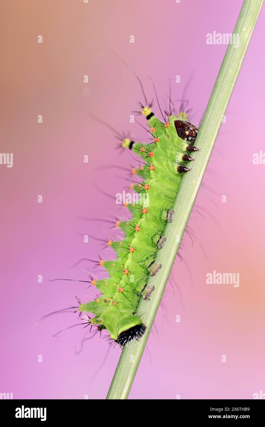 Indian luna moth (Actias selene), caterpillar, captive, occurrence in ...