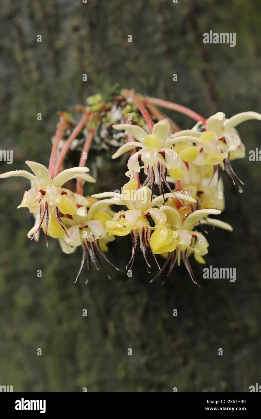 Cocoa tree (Theobroma cacao), flowers on the tree Stock Photo - Alamy