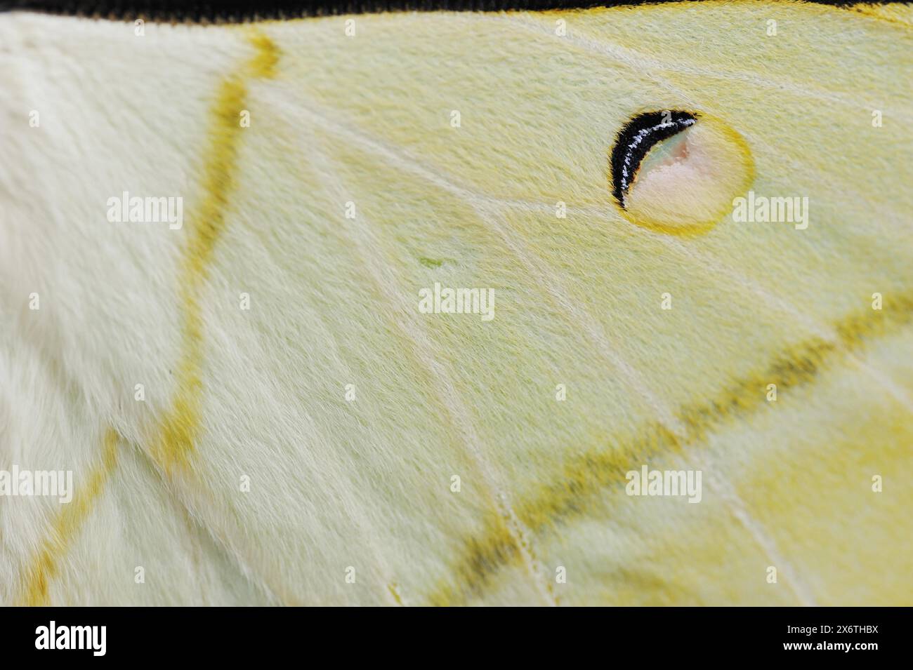 Indian luna moth (Actias selene), wing detail, captive, occurrence in ...