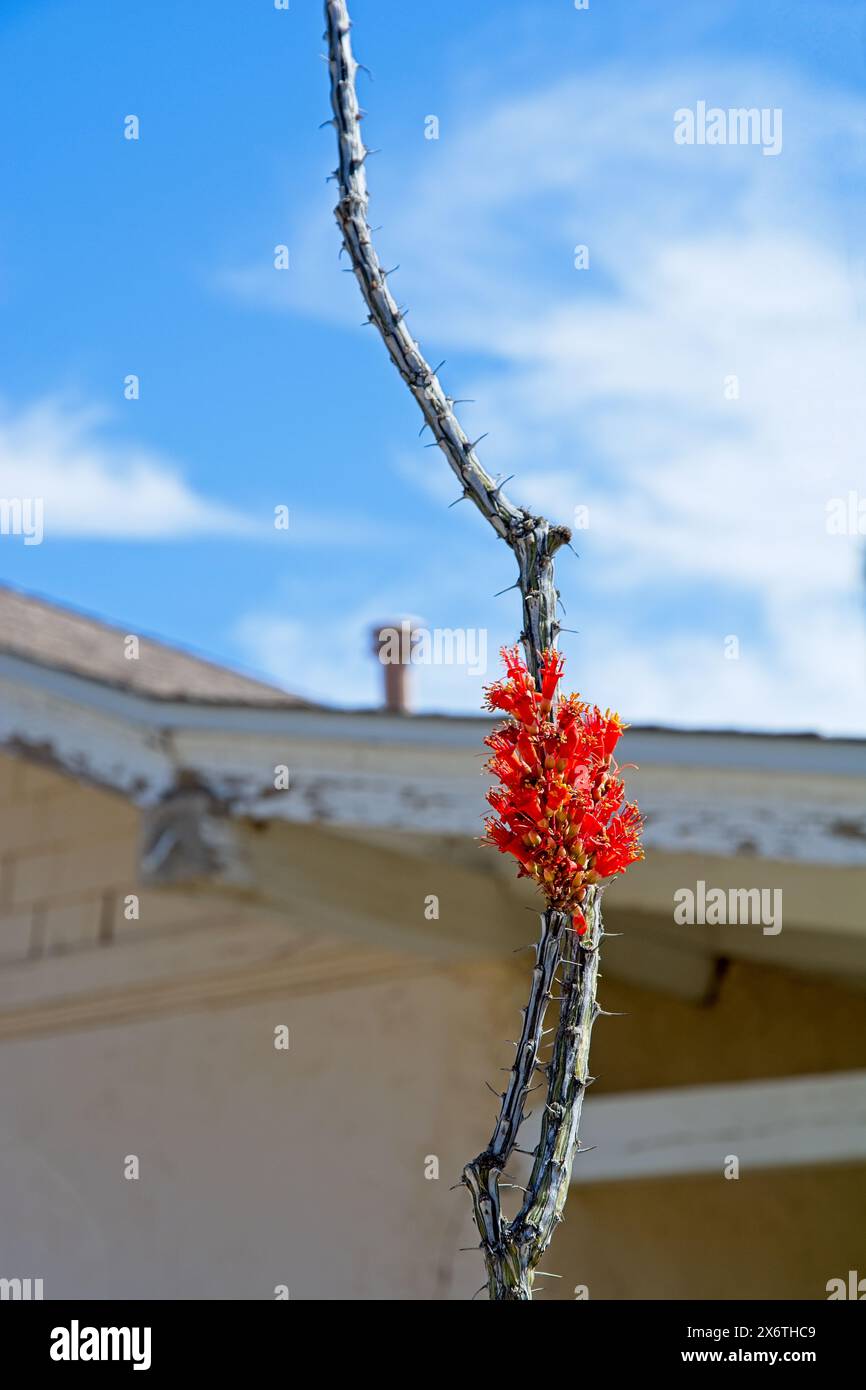 Ocotillo bloom fouquieria splendens hi-res stock photography and images ...