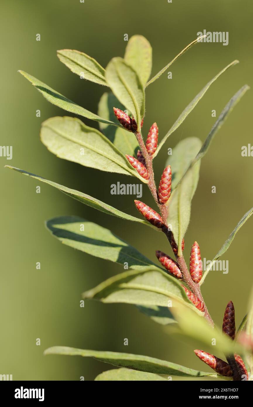 Bog myrtle (Myrica gale), North Rhine-Westphalia, Germany Stock Photo ...