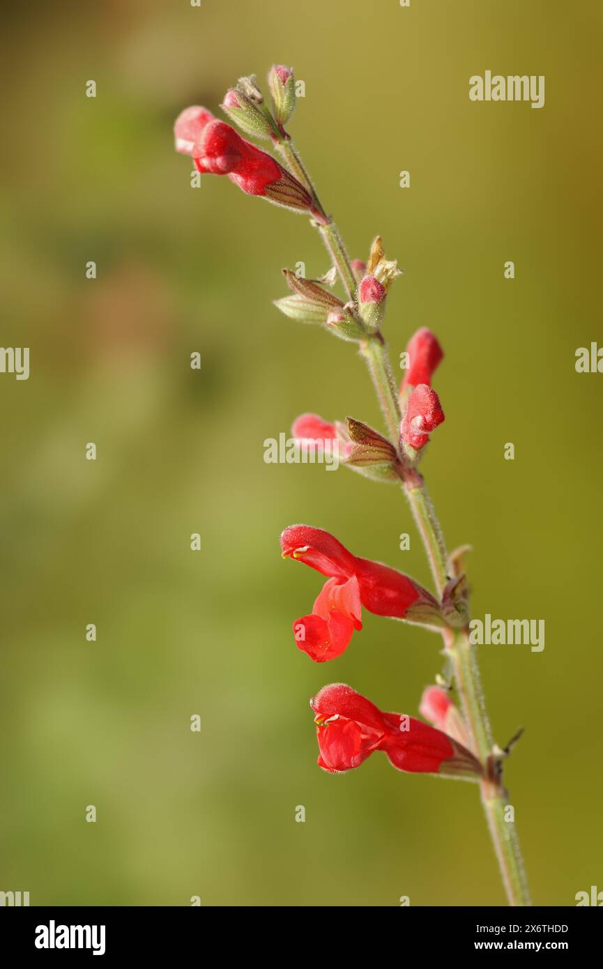 Mexican salvia hi-res stock photography and images - Alamy