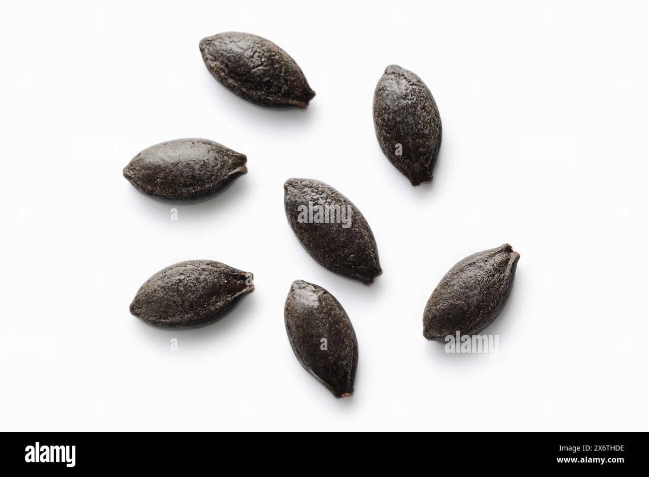 Prickly cucumber or hedgehog cucumber (Echinocystis lobata), seeds on ...