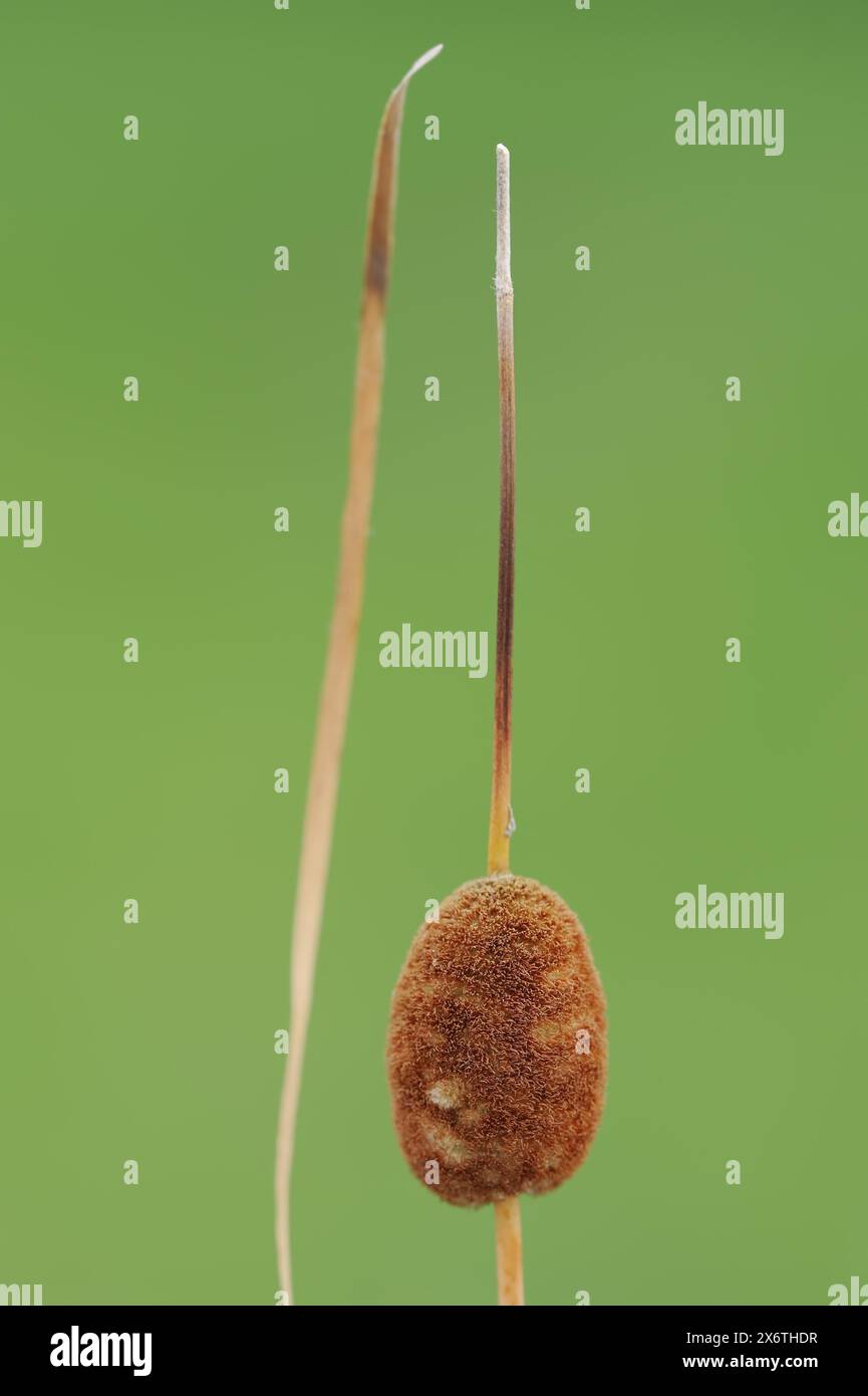 Small cattail or least bulrush (Typha minima), fruit stand, Austria ...