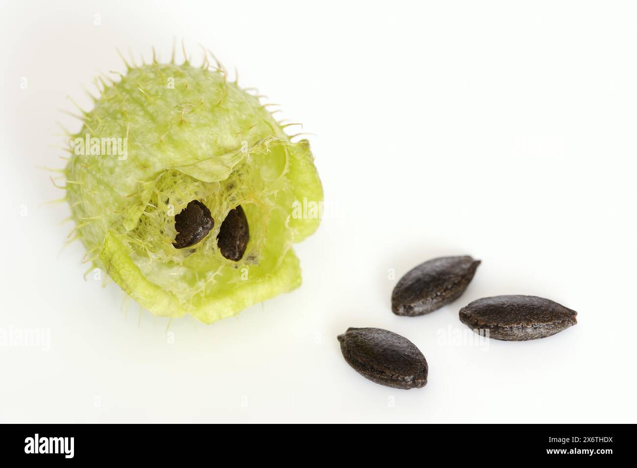 Prickly cucumber or hedgehog cucumber (Echinocystis lobata), fruits and ...