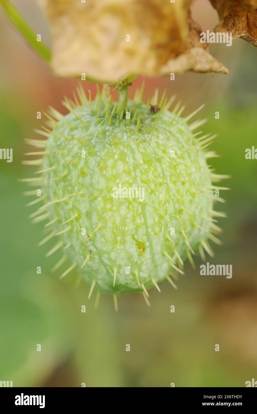 Prickly cucumber or hedgehog cucumber (Echinocystis lobata), fruit ...