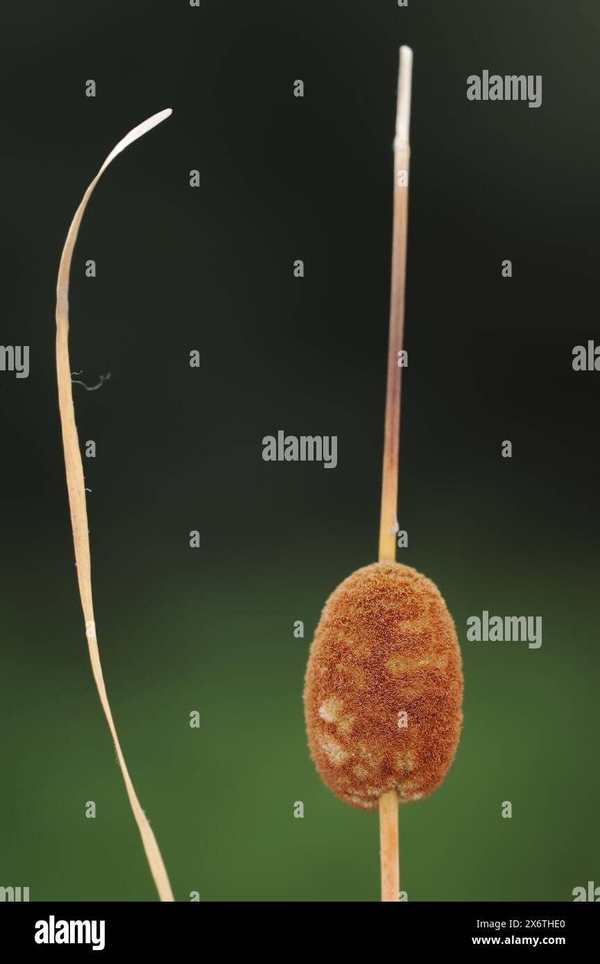 Small cattail or least bulrush (Typha minima), fruit stand, Austria ...