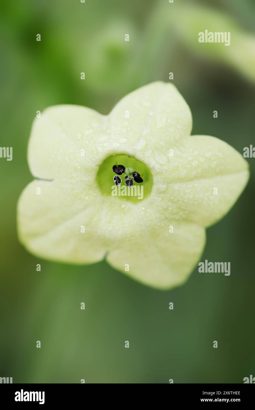 Ornamental tobacco or Brazilian tobacco (Nicotiana langsdorfii), flower ...
