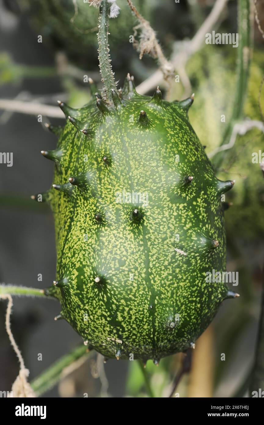 African horned melon (Cucumis metuliferus), fruit Stock Photo - Alamy
