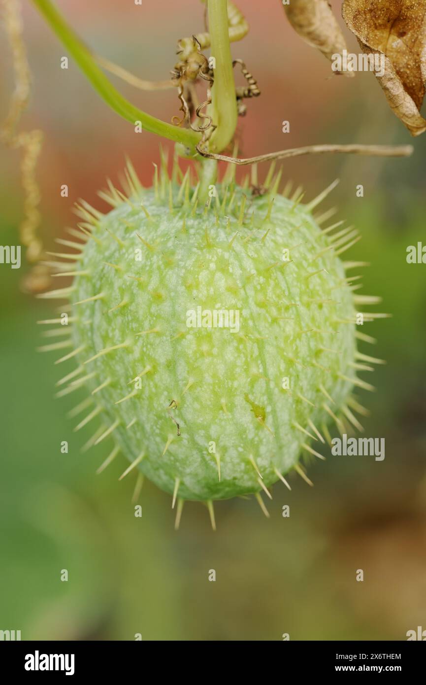 Prickly cucumber or hedgehog cucumber (Echinocystis lobata), fruit ...
