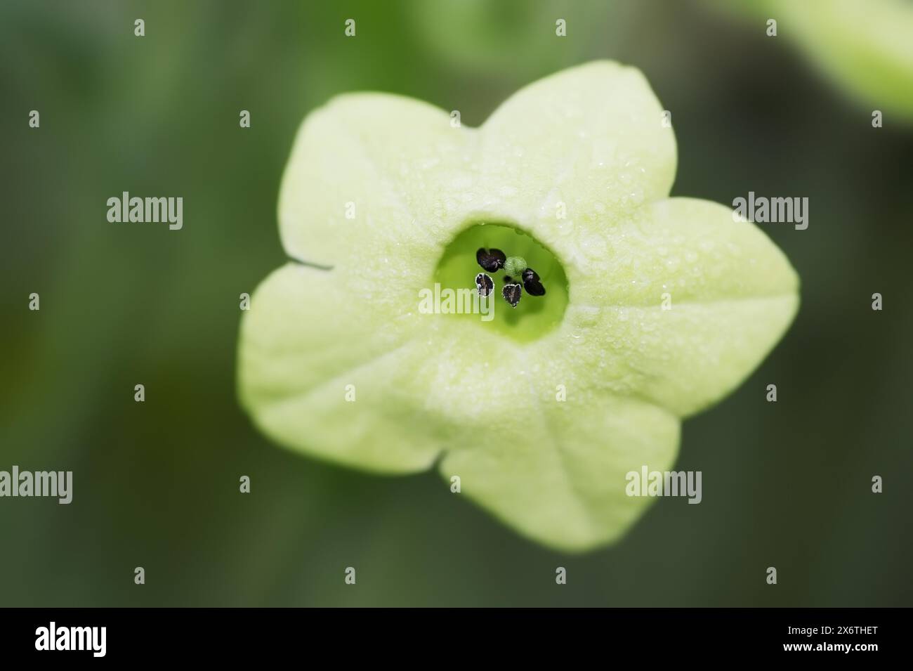 Ornamental tobacco or Brazilian tobacco (Nicotiana langsdorfii), flower ...
