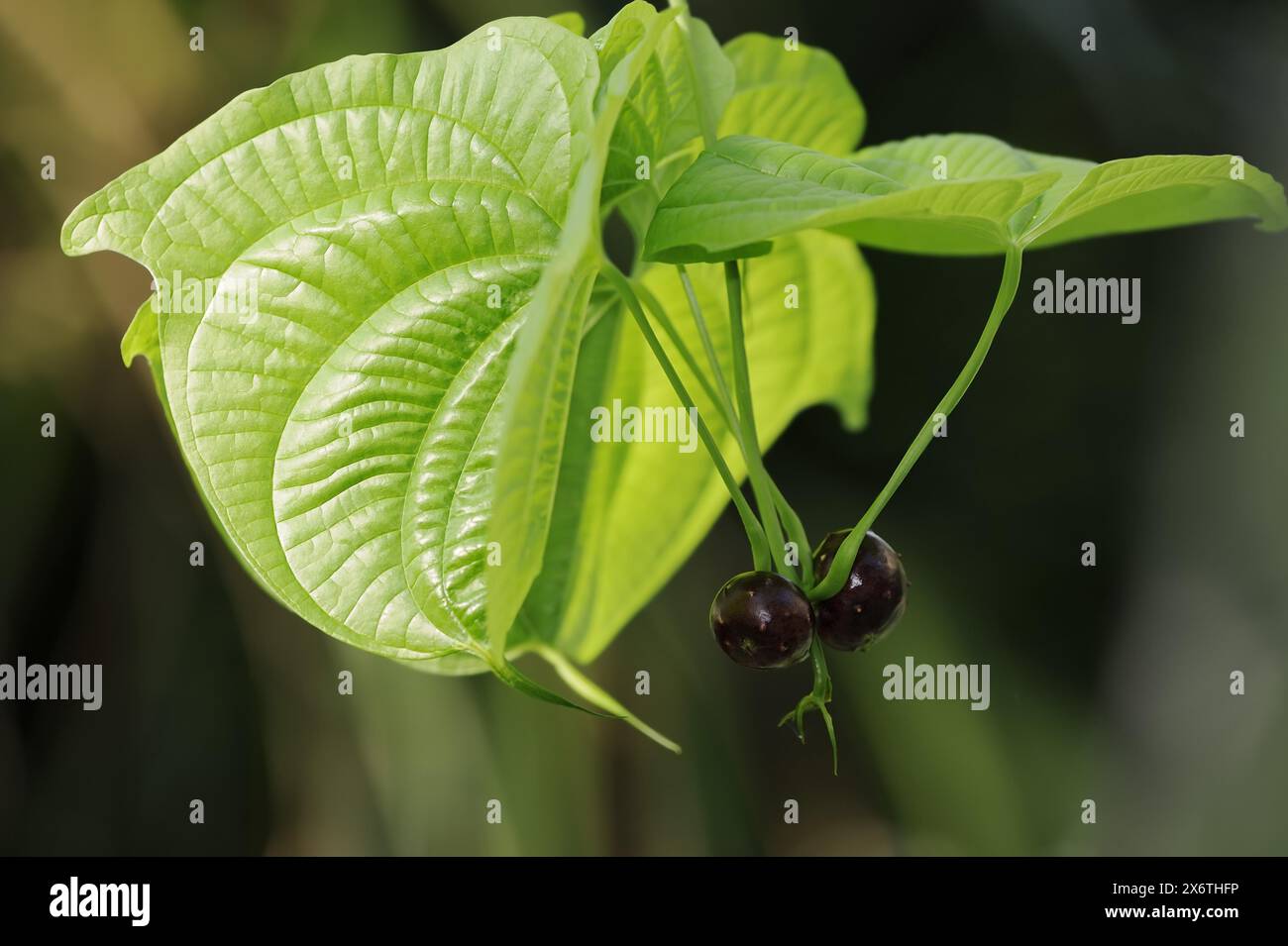 Zanzibar yam root or Zanzibar yam (Dioscorea sansibarensis), leaves and ...