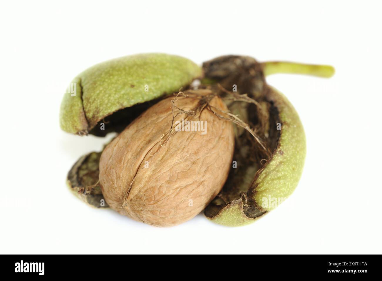 Persian walnut (Juglans regia), walnut on a white background Stock ...