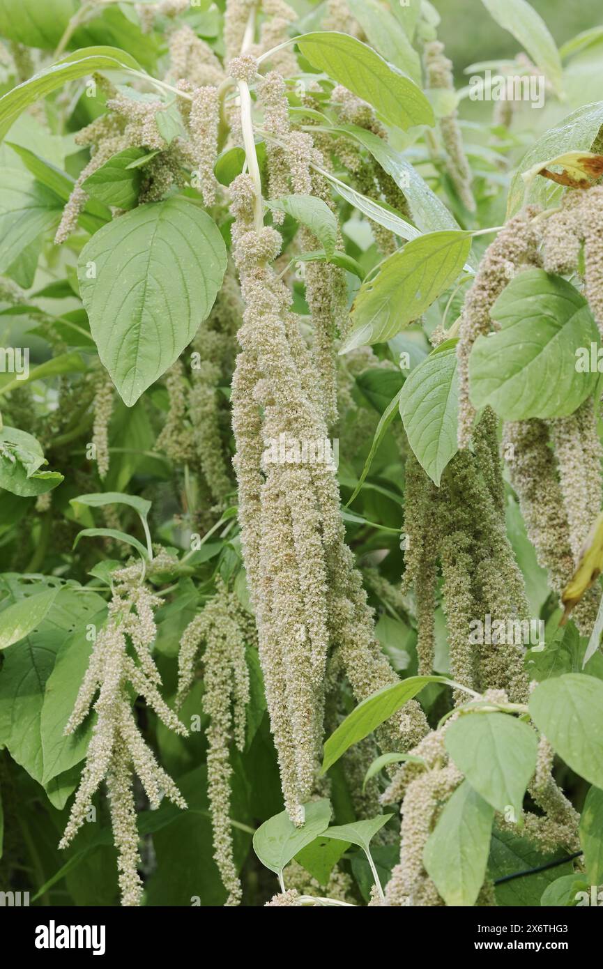Garden foxtail amaranth (Amaranthus caudatus var. viridis ...