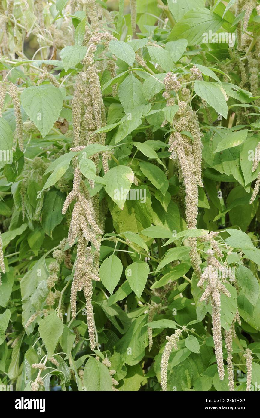 Garden foxtail amaranth (Amaranthus caudatus var. viridis ...