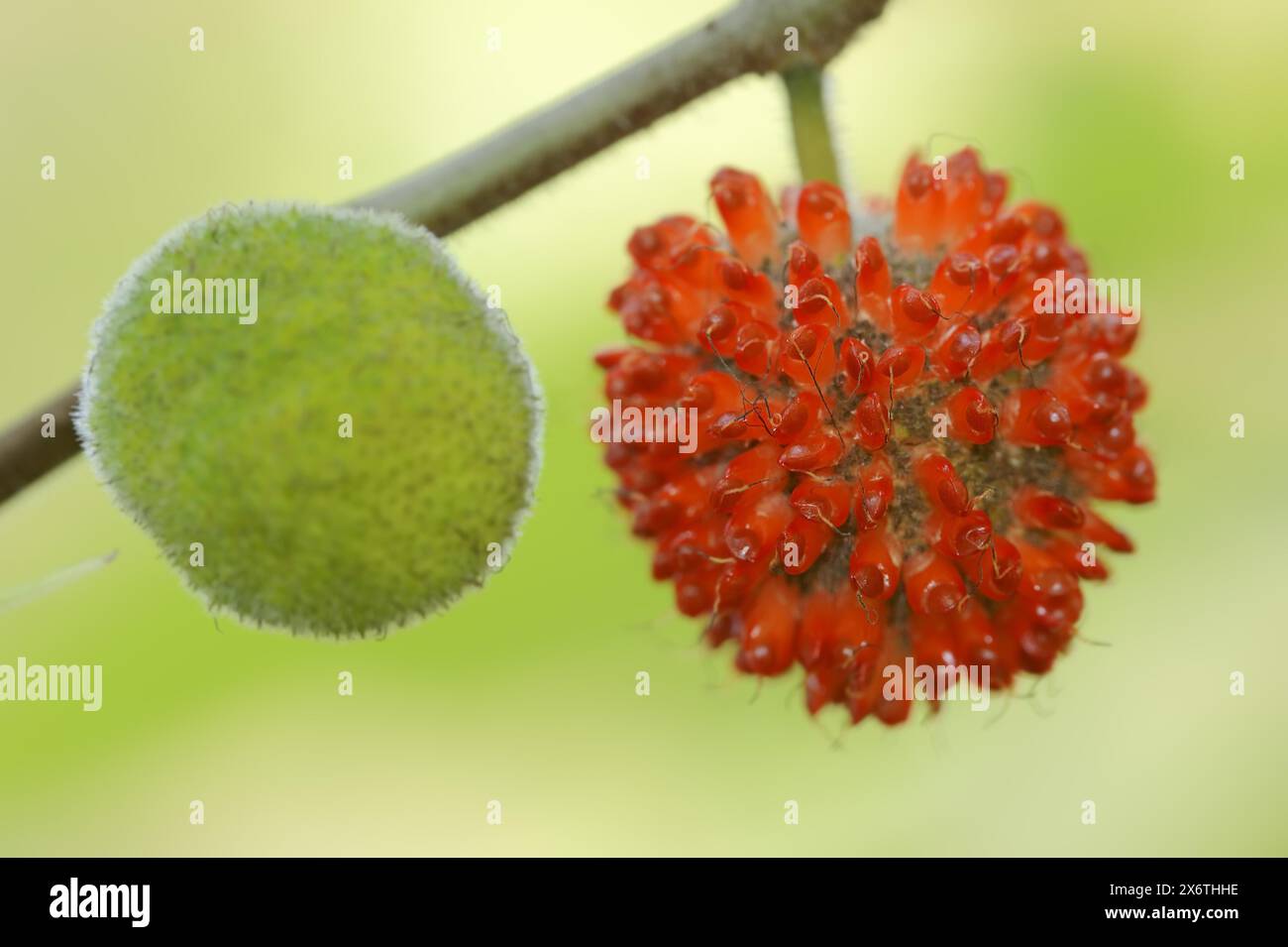 Red mulberry tree hi-res stock photography and images - Alamy