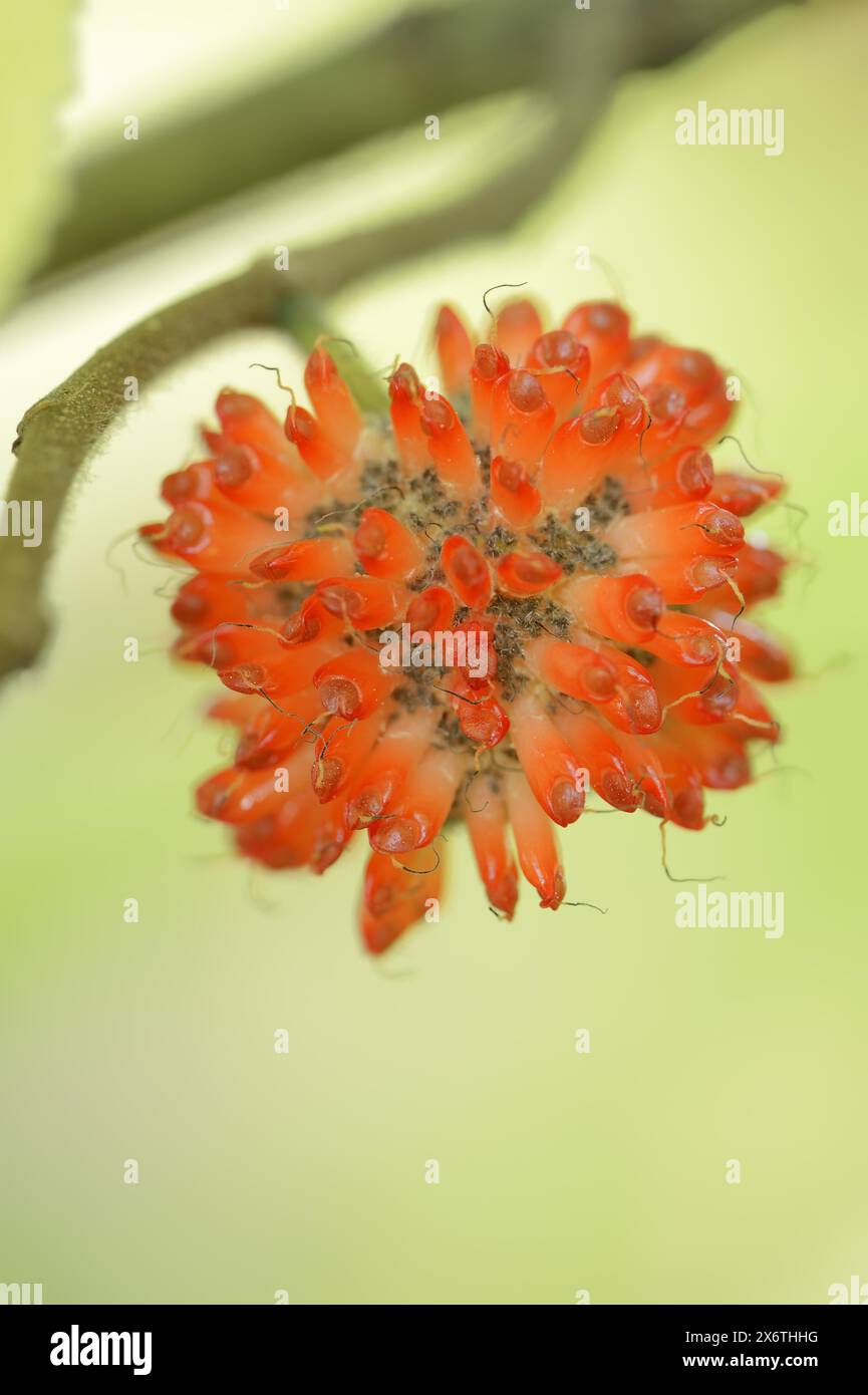 Paper mulberry tree or paper mulberry (Broussonetia papyrifera), fruit ...