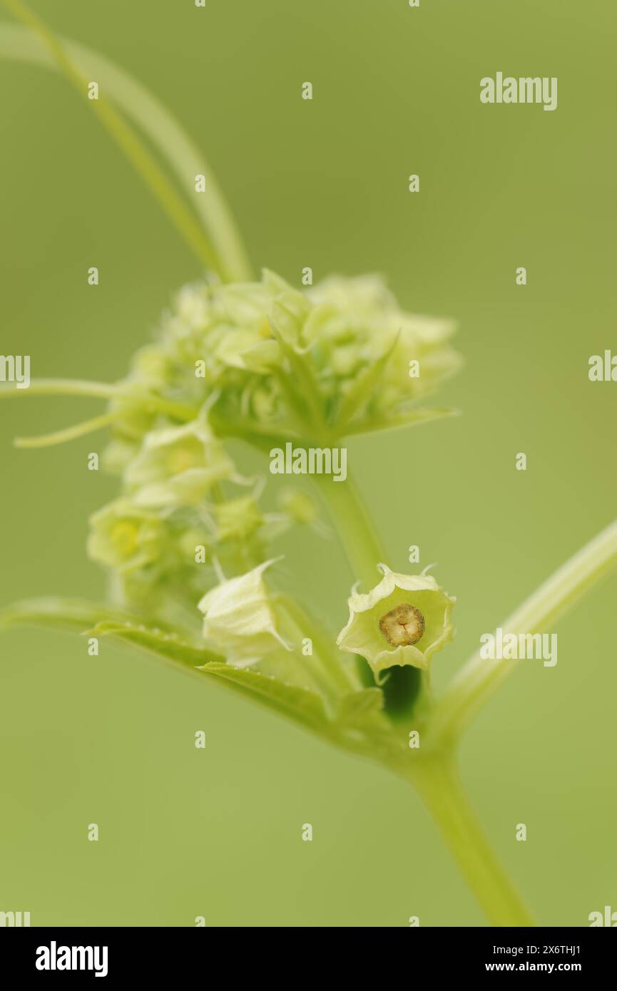 Caigua (Cyclanthera pedata), flower, native to South America Stock ...