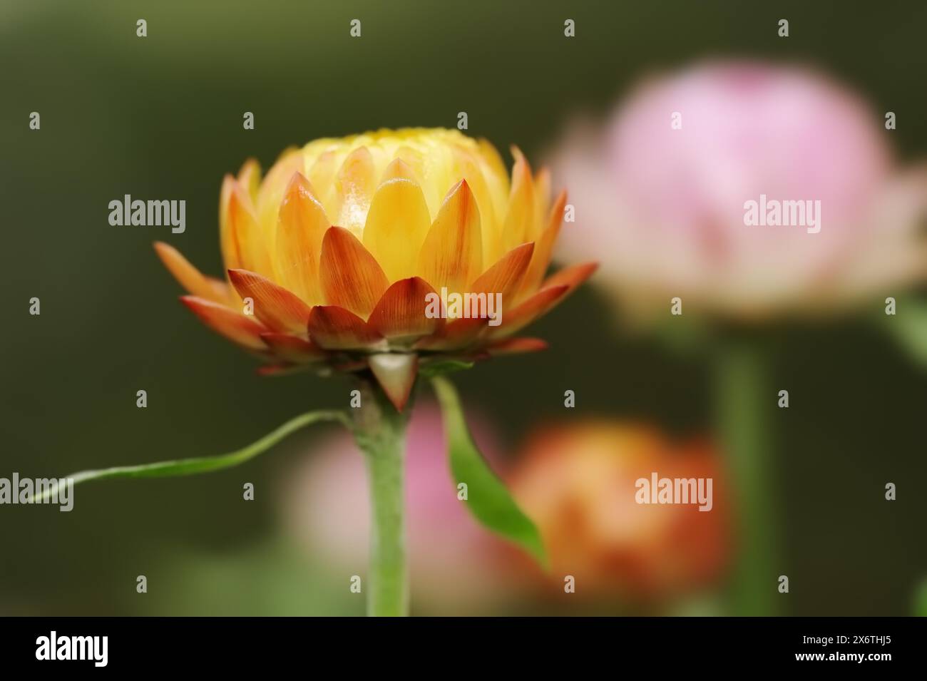 Immortelle or garden immortelle (Helichrysum bracteatum, Xerochrysum ...