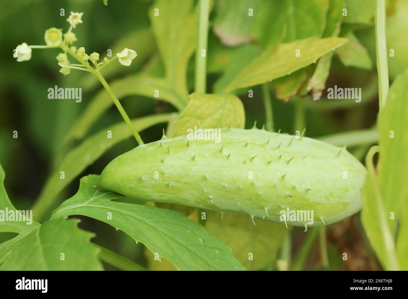 Caigua (Cyclanthera pedata), fruit and flower, native to South America ...