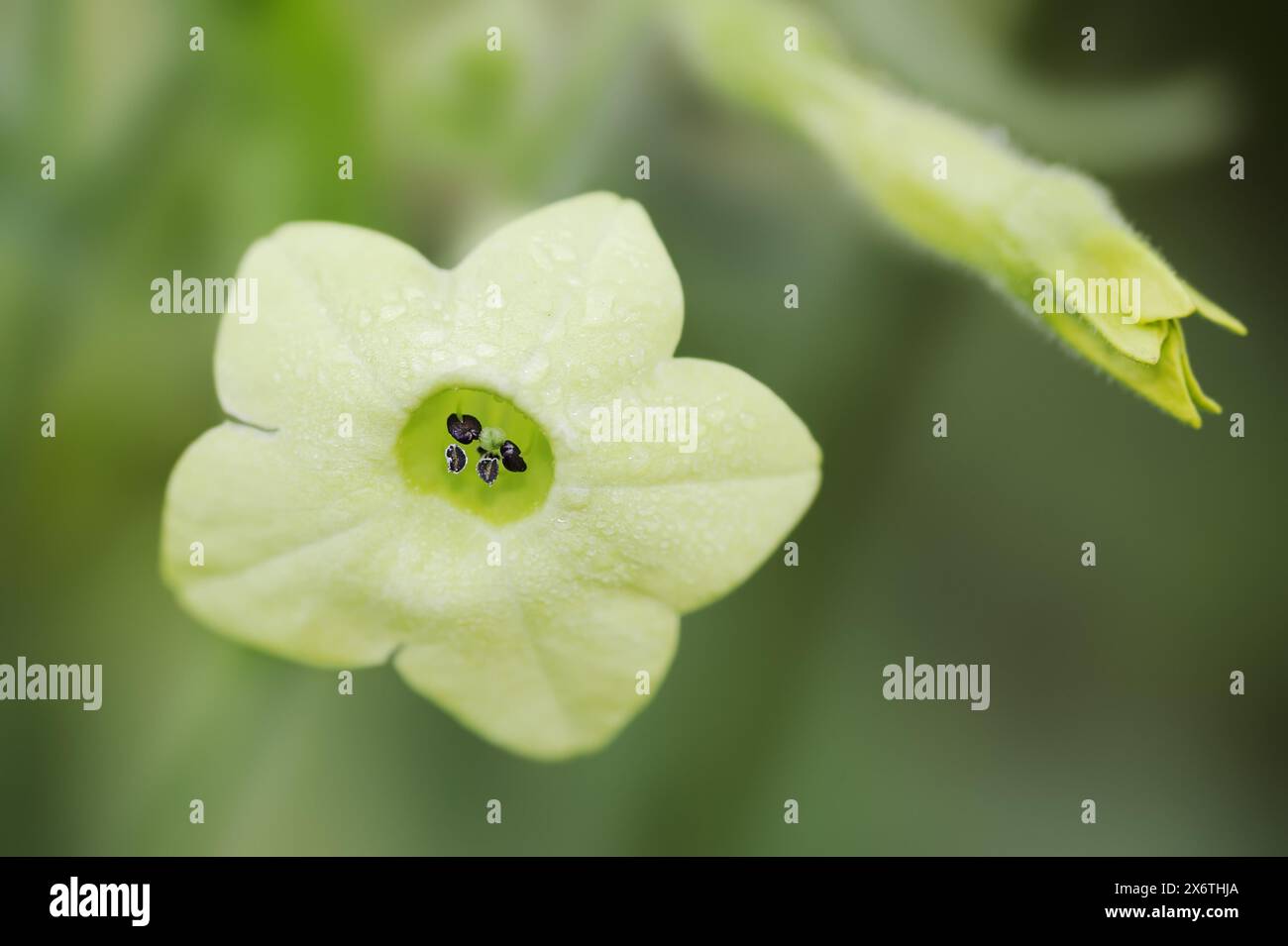 Ornamental tobacco or Brazilian tobacco (Nicotiana langsdorfii), flower ... Ornamental tobacco or Brazilian tobacco (Nicotiana langsdorfii), flower ...