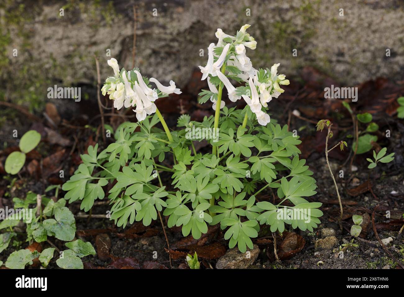 Corydalis solida (Corydalis solida), white flowering, North Rhine ...